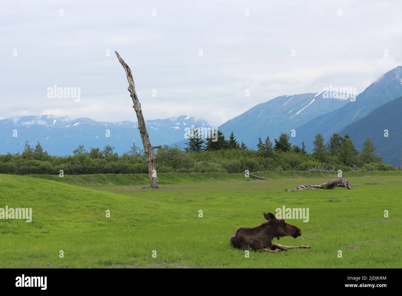 Resting moose in alaska Stock Photo - Alamy