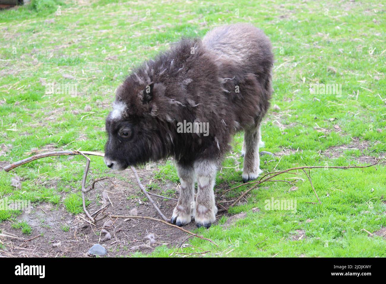 Alaskan musk ox calves hi-res stock photography and images - Alamy
