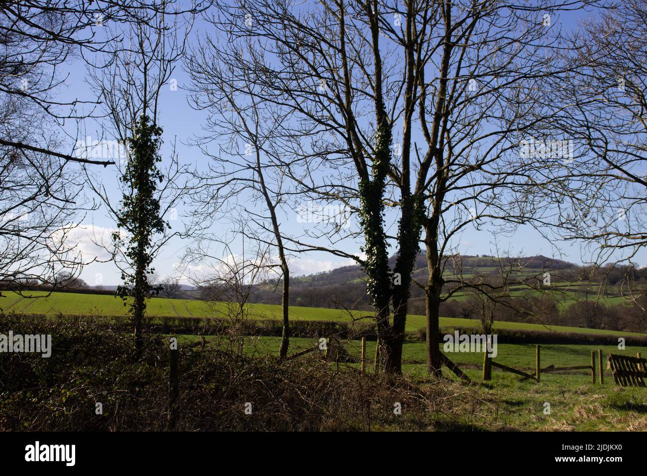 typical Devon farmland with fields, hedgerows and hills in the distance ...