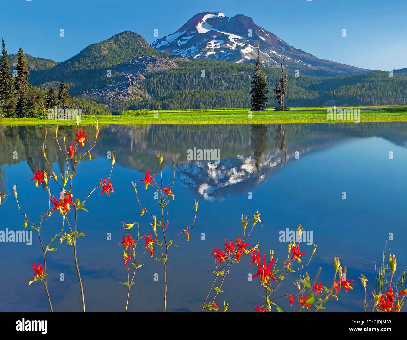 Columbine at Sparks Lake below South Sister, Cascade Mountains, Oregon ...