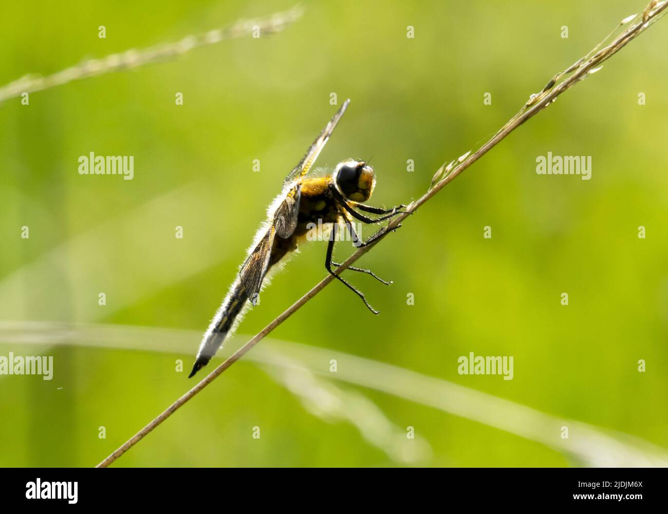 Foulshaw moss nature reserve dragonfly hi-res stock photography and ...