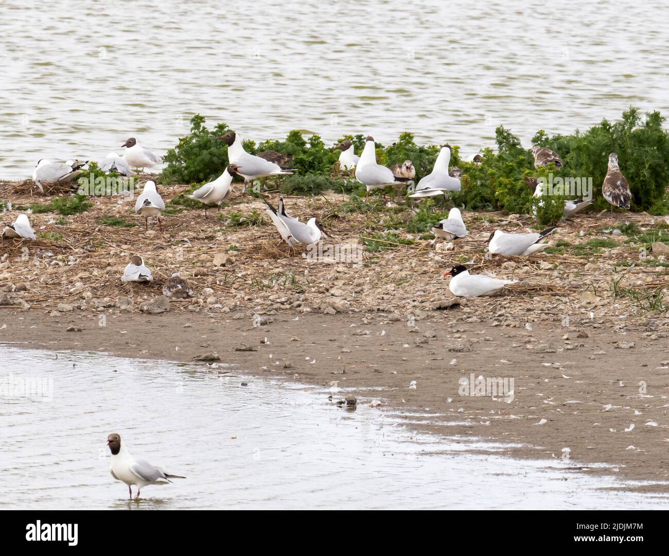 A Mediterranean Gull, Ichthyaetus melanocephalus amongst a nesting ...