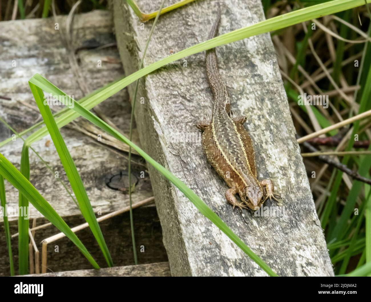 A Common Lizard, Zootoca vivipara, at Foulshaw Moss nature Reserve ...