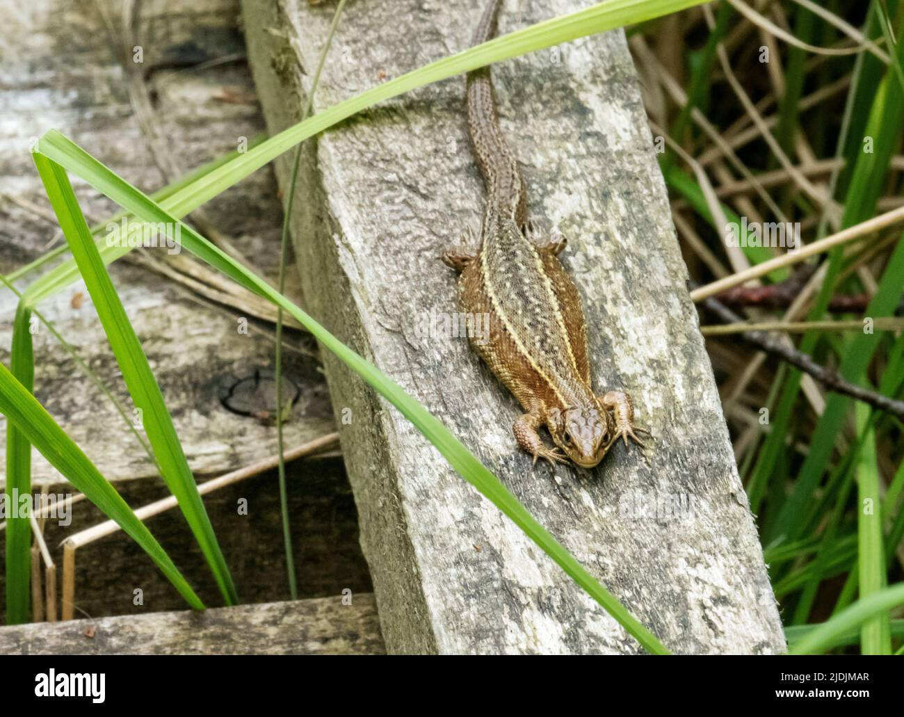 A Common Lizard, Zootoca vivipara, at Foulshaw Moss nature Reserve ...