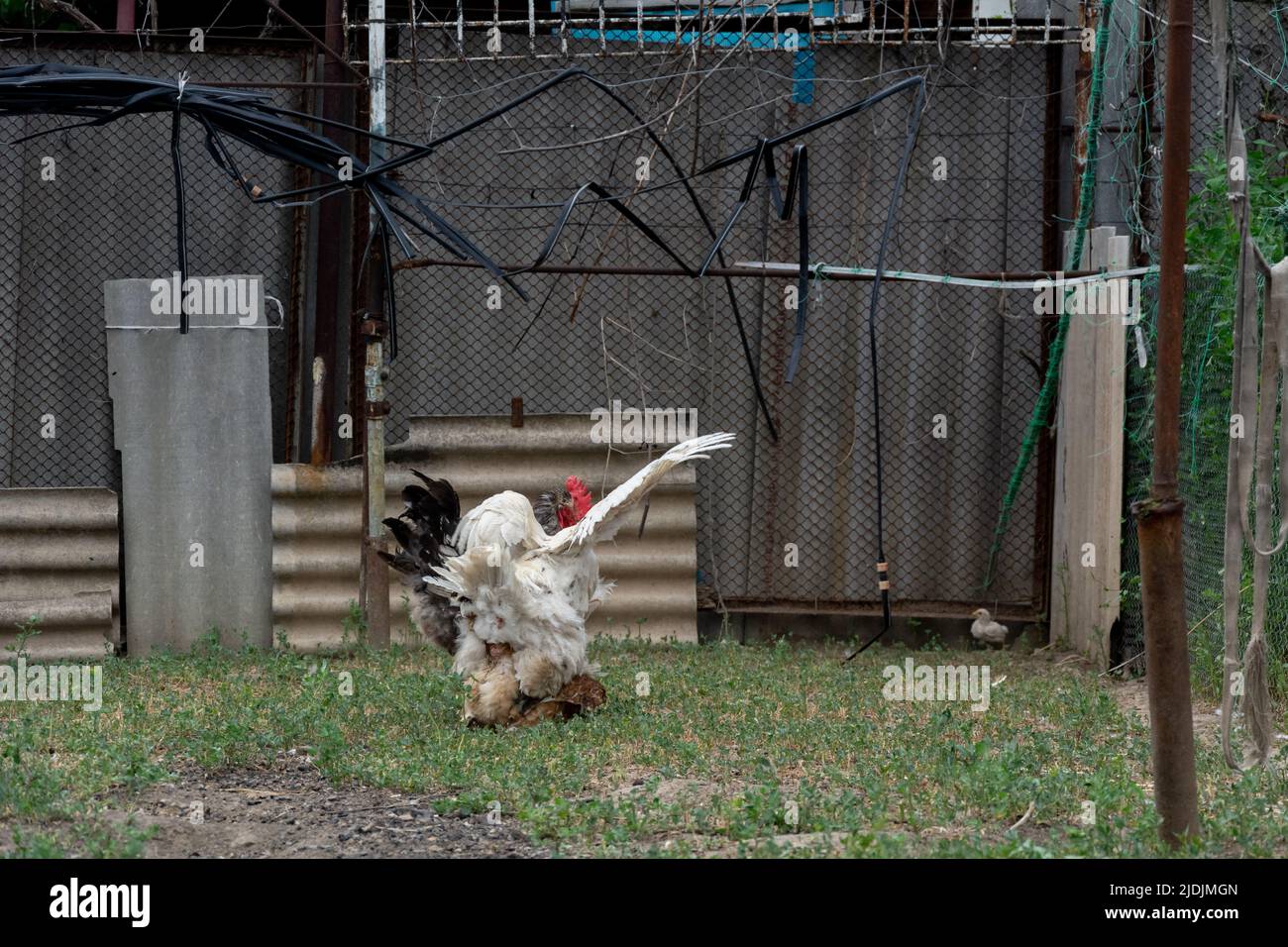 Mating rooster and hen. A young white rooster mates with a brown hen ...