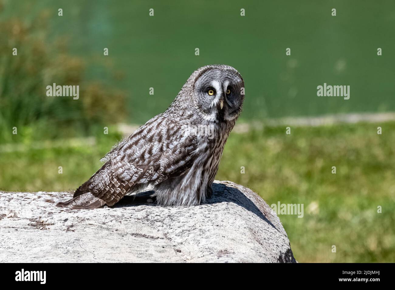 Great grey Owl, Strix nebulosa, beautiful owl with yellow eyes standing ...
