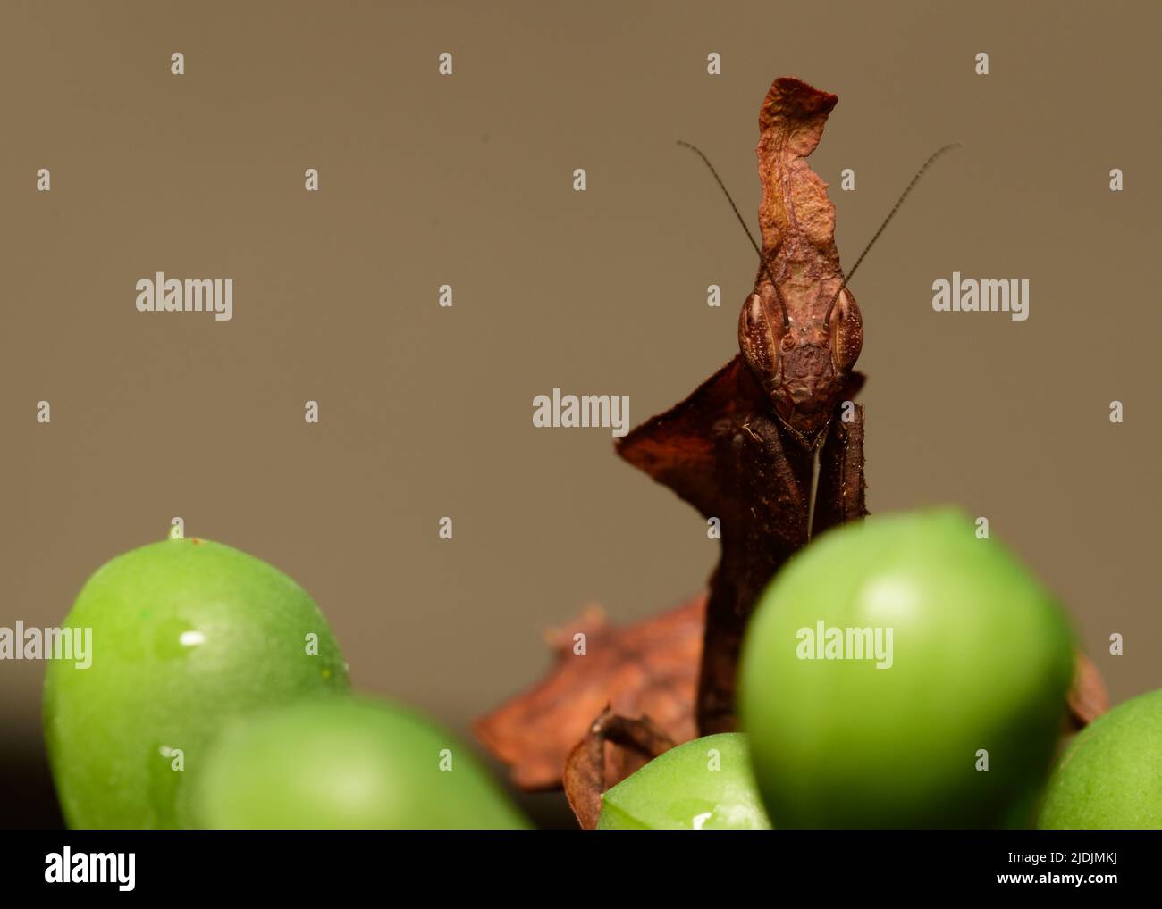 Madagascan Ghost praying mantis posing for the camera ( Phyllocrania ...