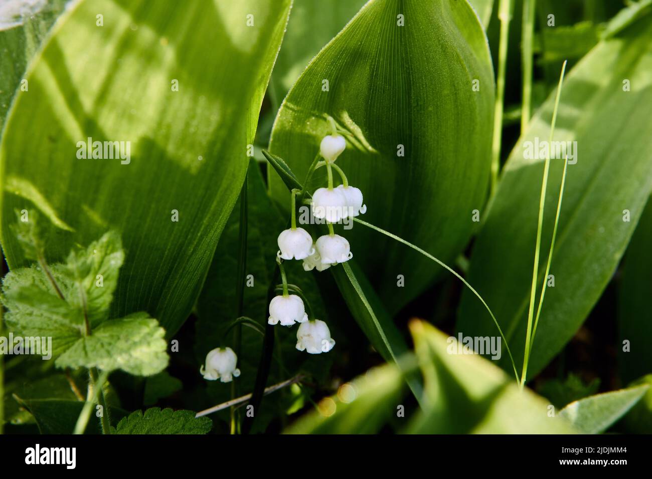 Wild forest lily of the valley close up in natural habitat Stock Photo ...