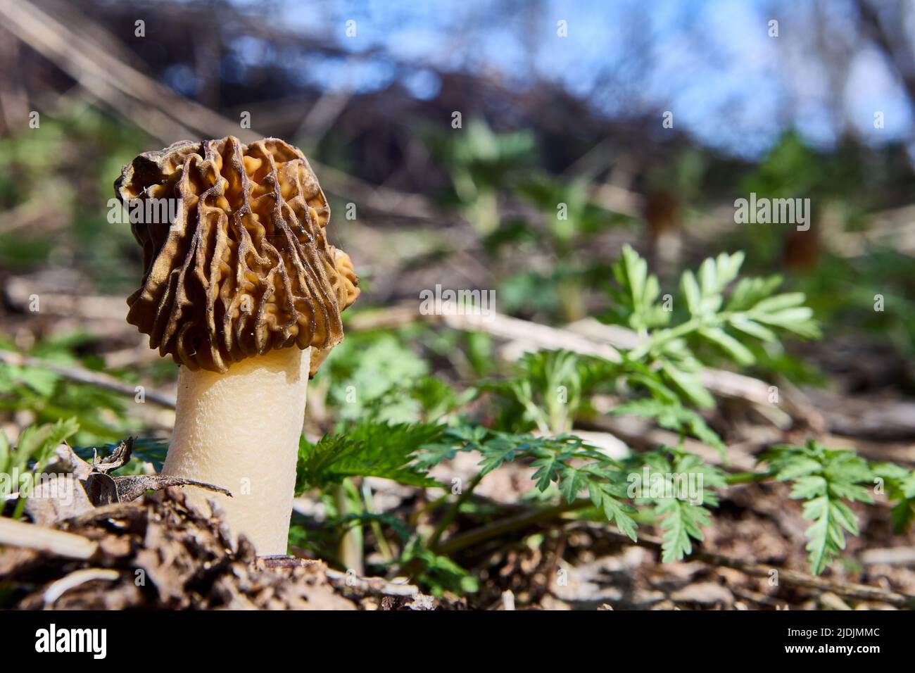 Wild edible fungus morel grows in spring forest Stock Photo - Alamy