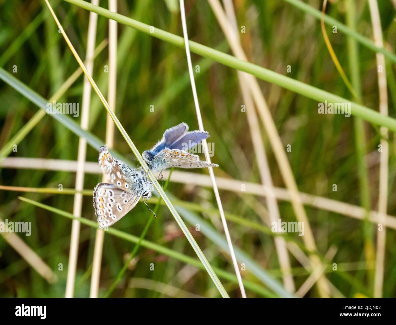 A male and female Common Blue Butterfly, Polyommatus icarus on Walney ...