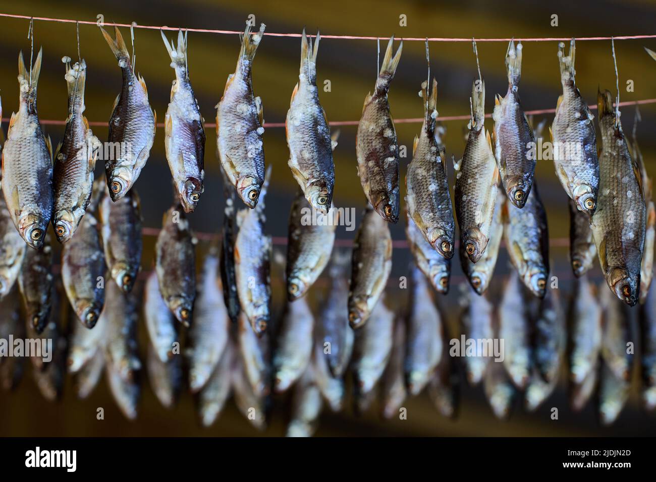 River fish roach dry-curing in shade of barn, hanging upside down on ...
