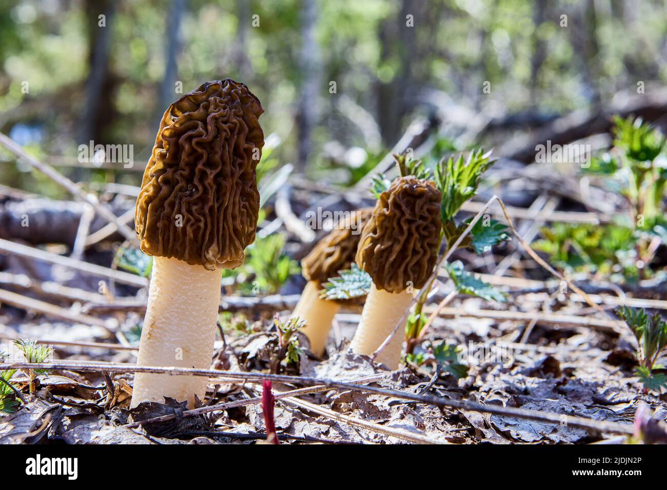 Spring edible mushroom morel grows in wild forest Stock Photo - Alamy