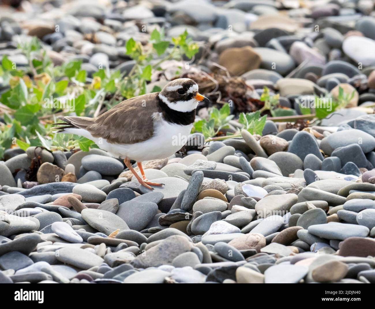A Ringed Plover, Charadrius hiaticula, on a pebble beach on Foulney ...