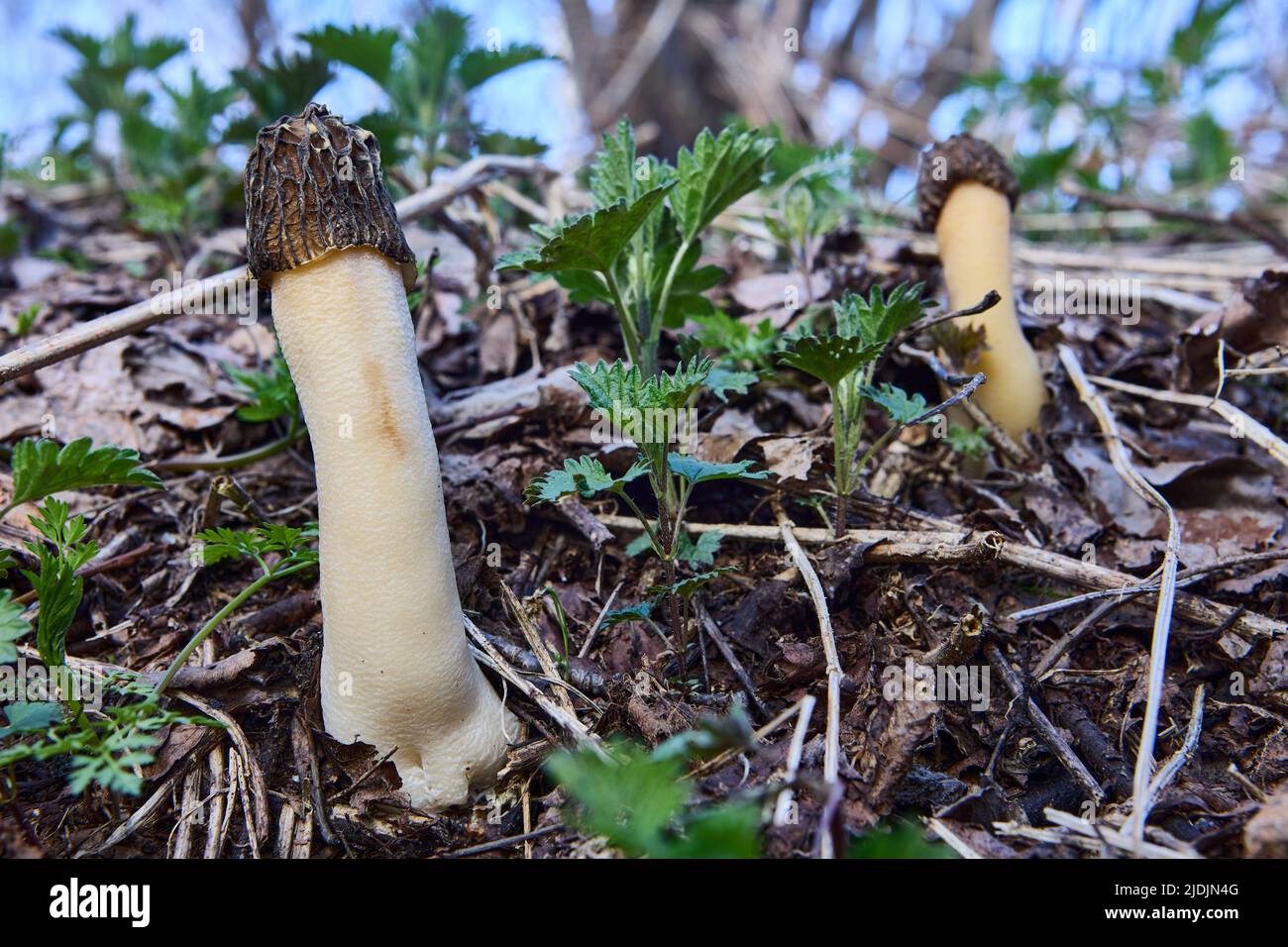 Wild fungus morel in its natural habitat in spring forest Stock Photo ...