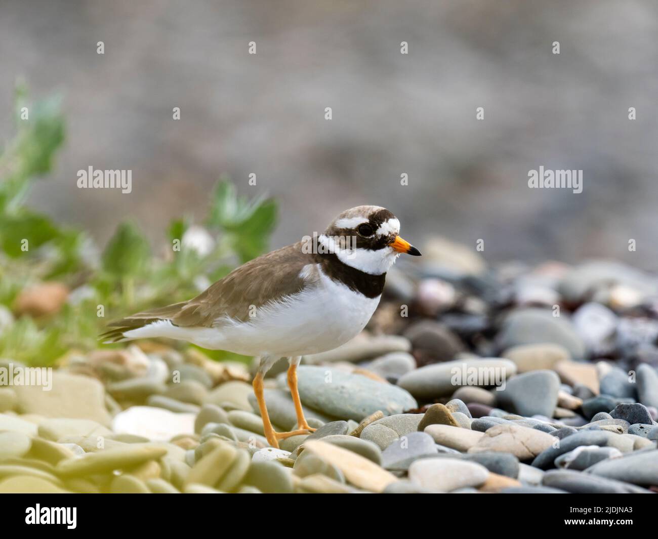 A Ringed Plover, Charadrius hiaticula, on a pebble beach on Foulney ...
