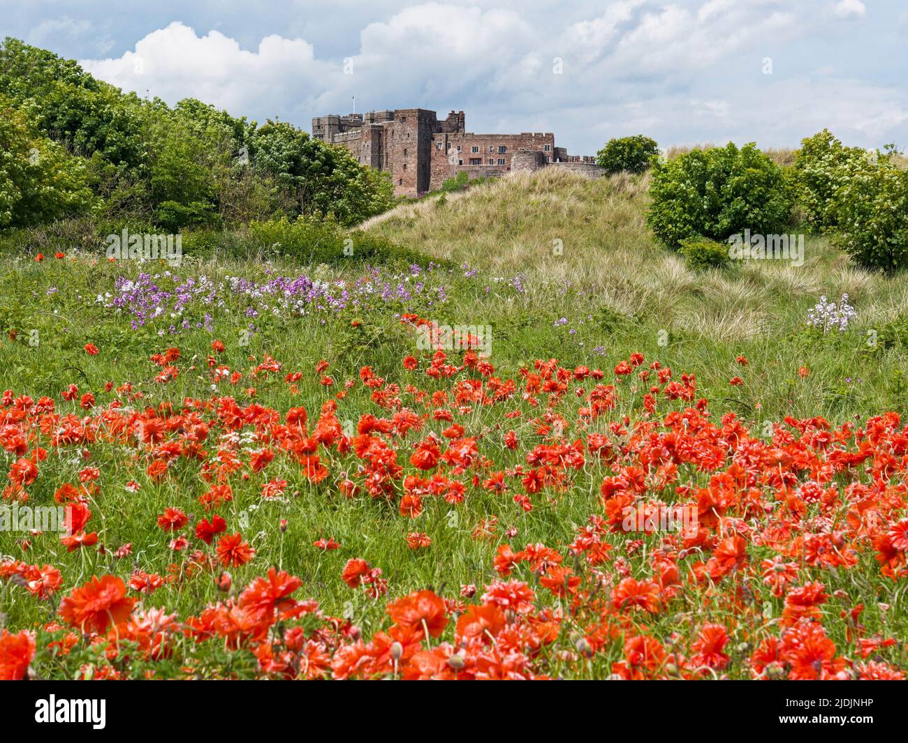 Poppies of bamburgh hi-res stock photography and images - Alamy