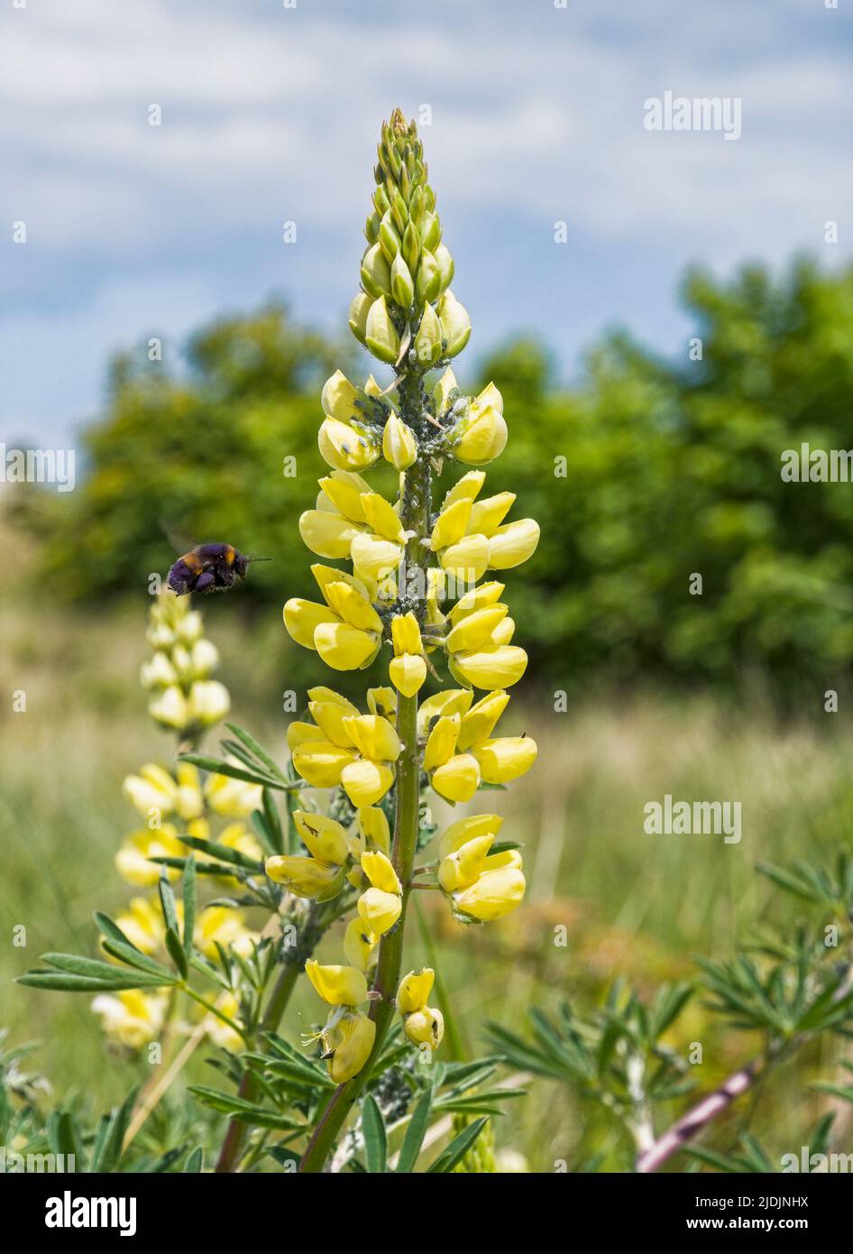 Coastal bush lupine, Lupinus arboreus, coming into flower and covered ...