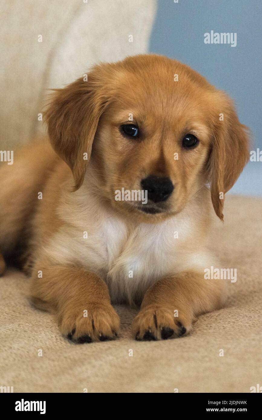 An 8-week-old golden retriever puppy poses for a portrait Stock Photo ...