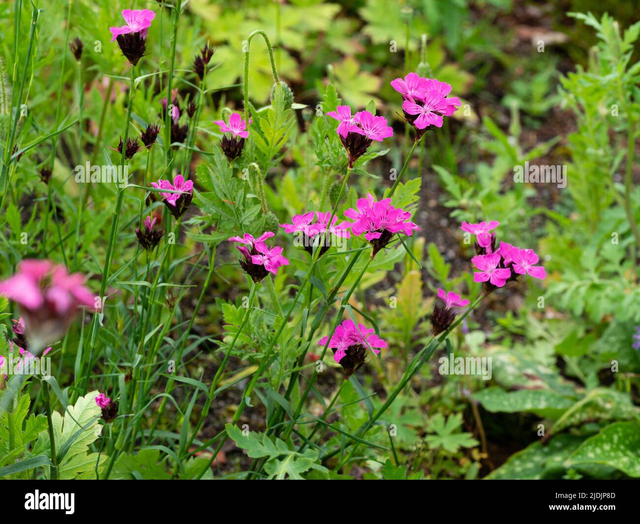 Pink flowers of the hardy German pink, Dianthus carthusianorum, a ...