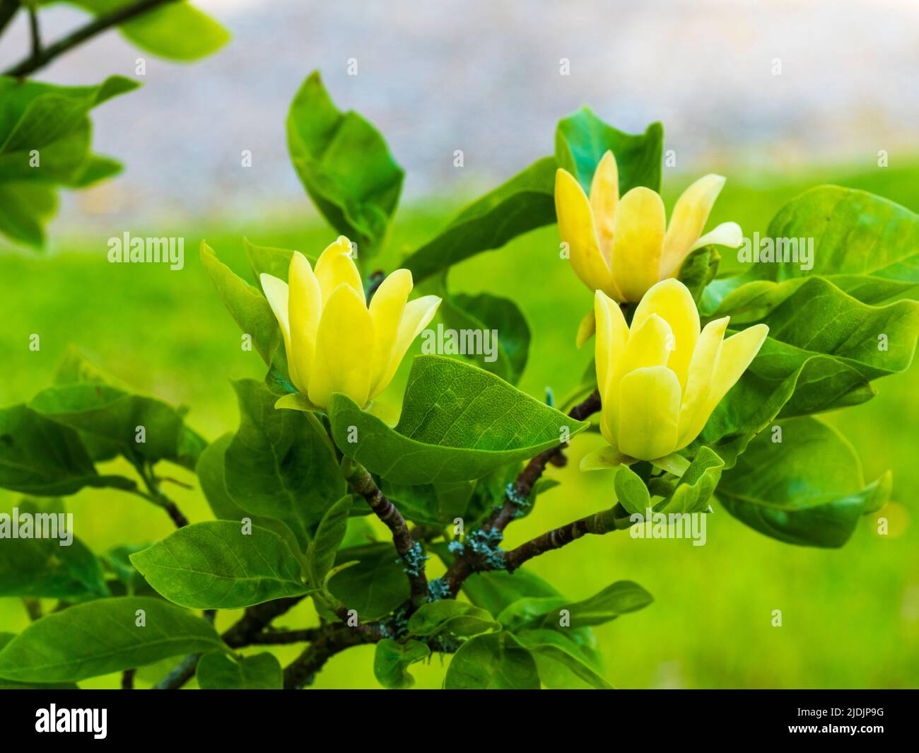 Yellow magnolia hi-res stock photography and images - Alamy