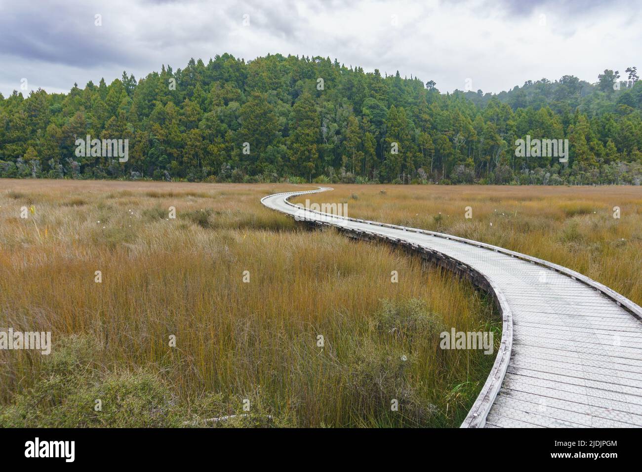 Wooden walkway winding through wetland reed towards native bush at ...