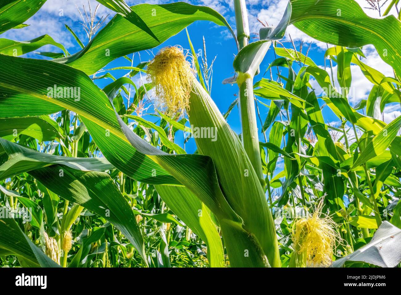Cornfield plantation hi-res stock photography and images - Alamy