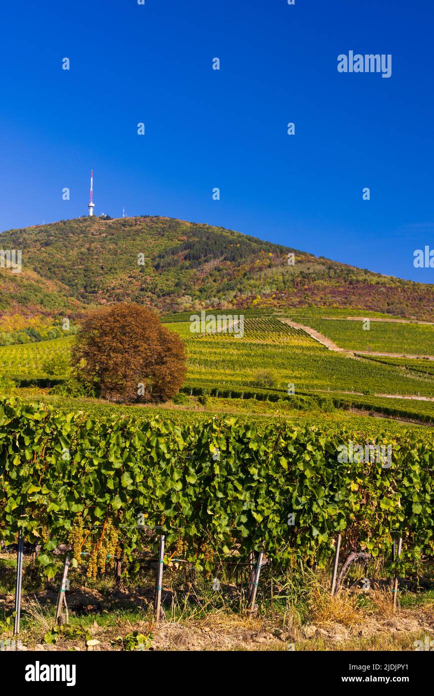 Tokaji hegy hi-res stock photography and images - Alamy