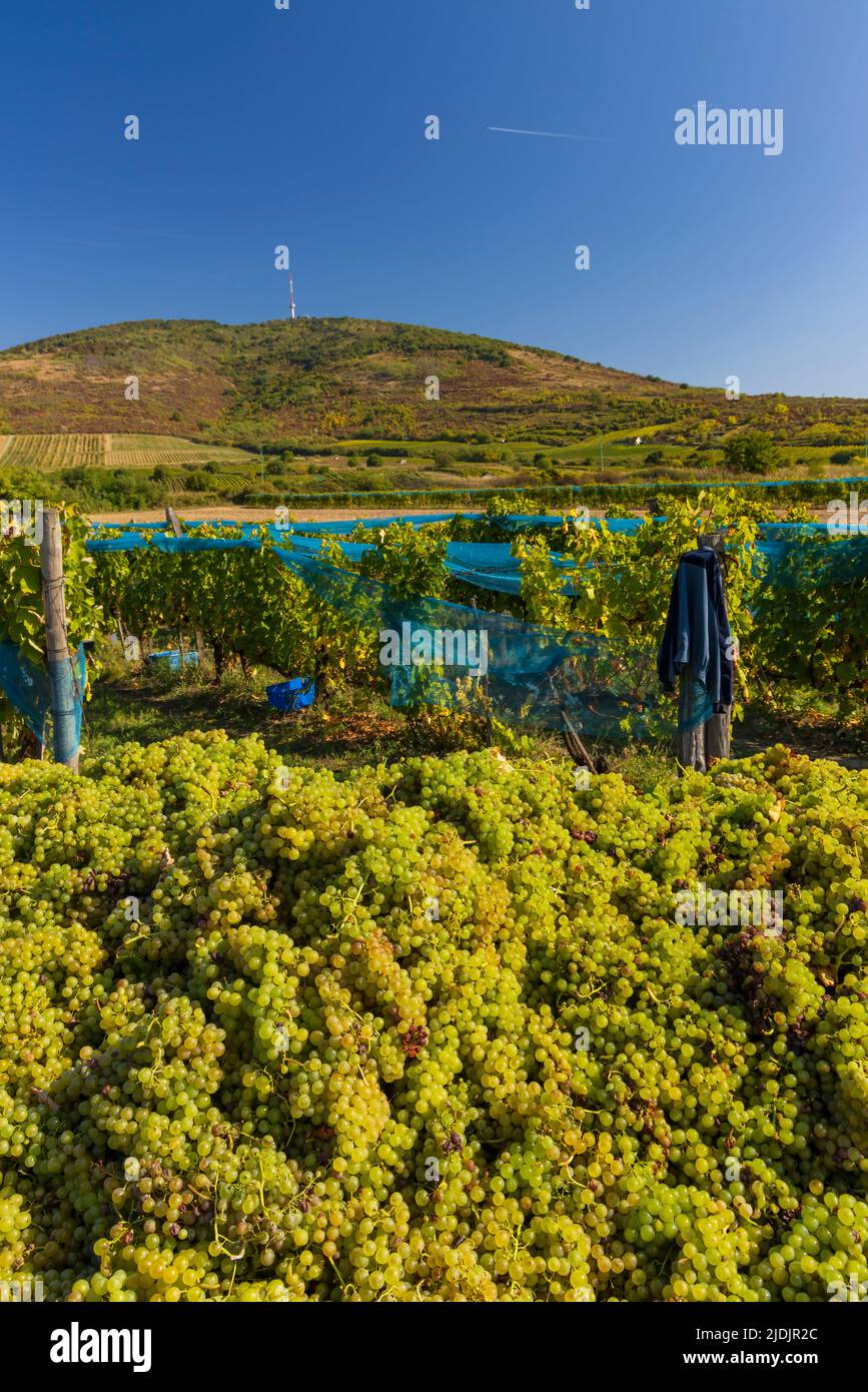 Grape collection at vintage time, Tokaj region, Great Plain and North ...