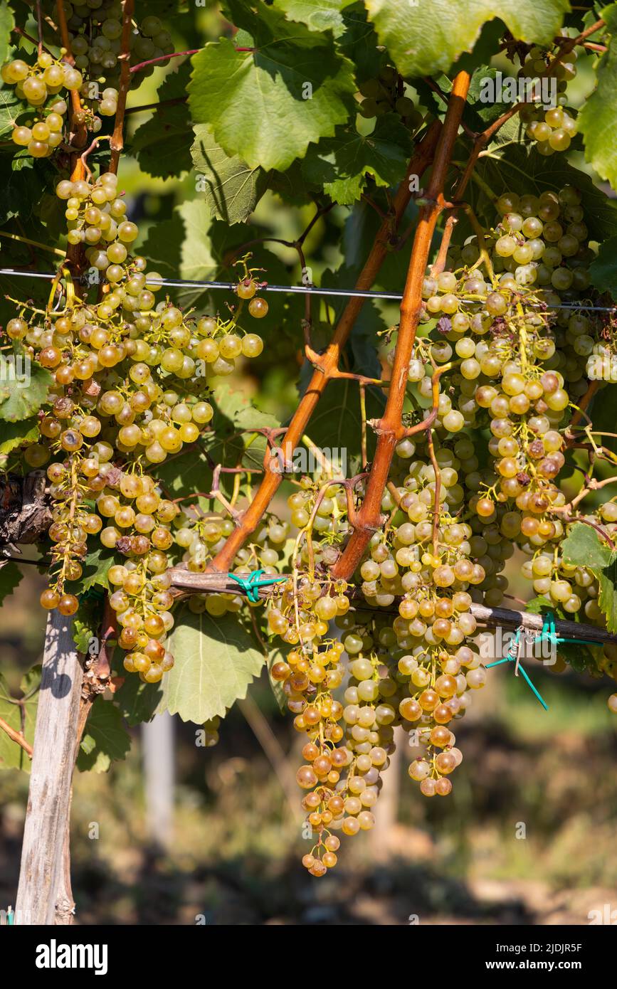 Grapes Harslevelu in Tokaj region, Unesco site, Great Plain, Hungary ...