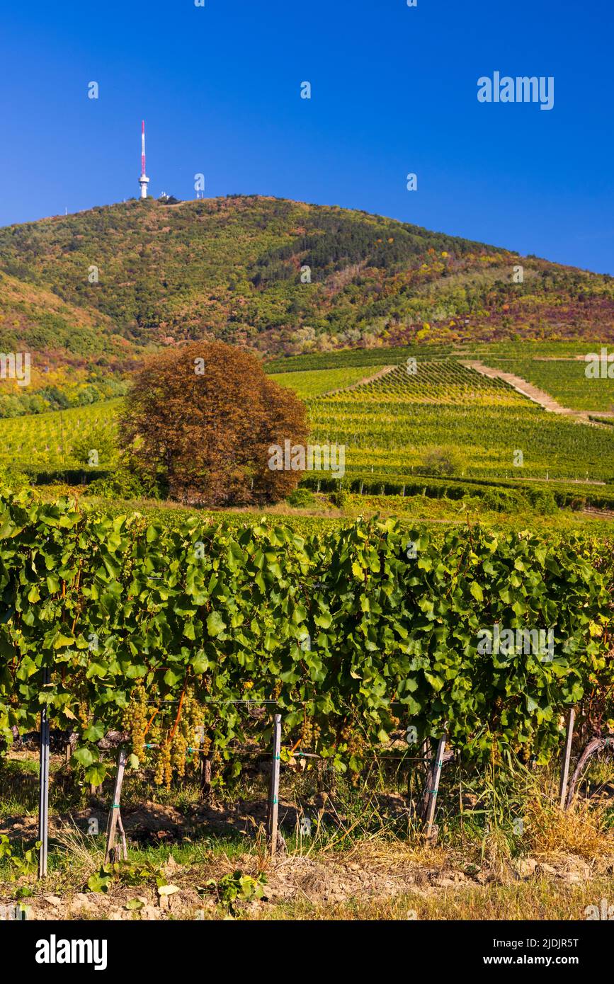 Hegy tokaji hi-res stock photography and images - Alamy
