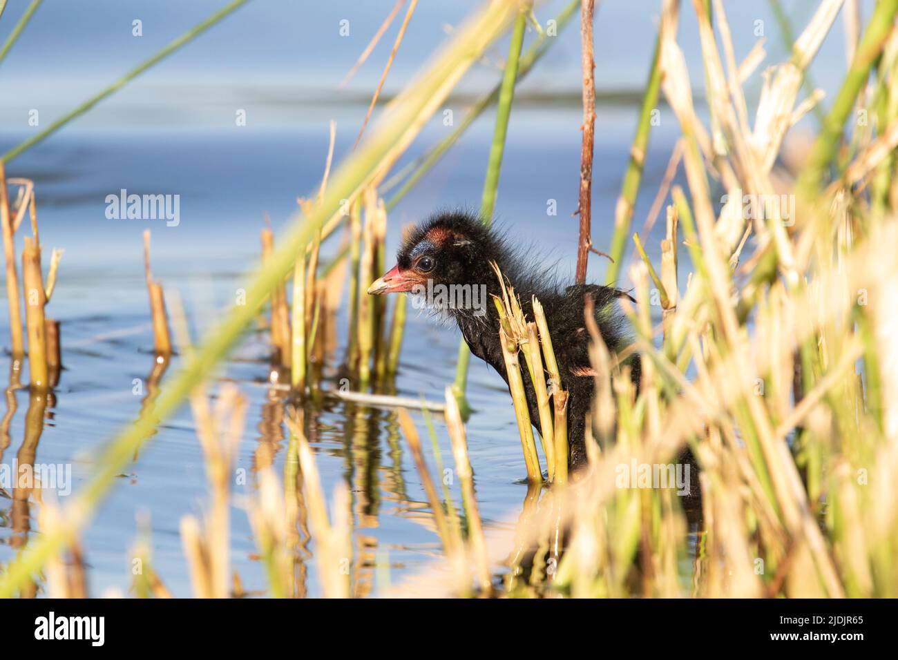 Waterbird chick hi-res stock photography and images - Alamy