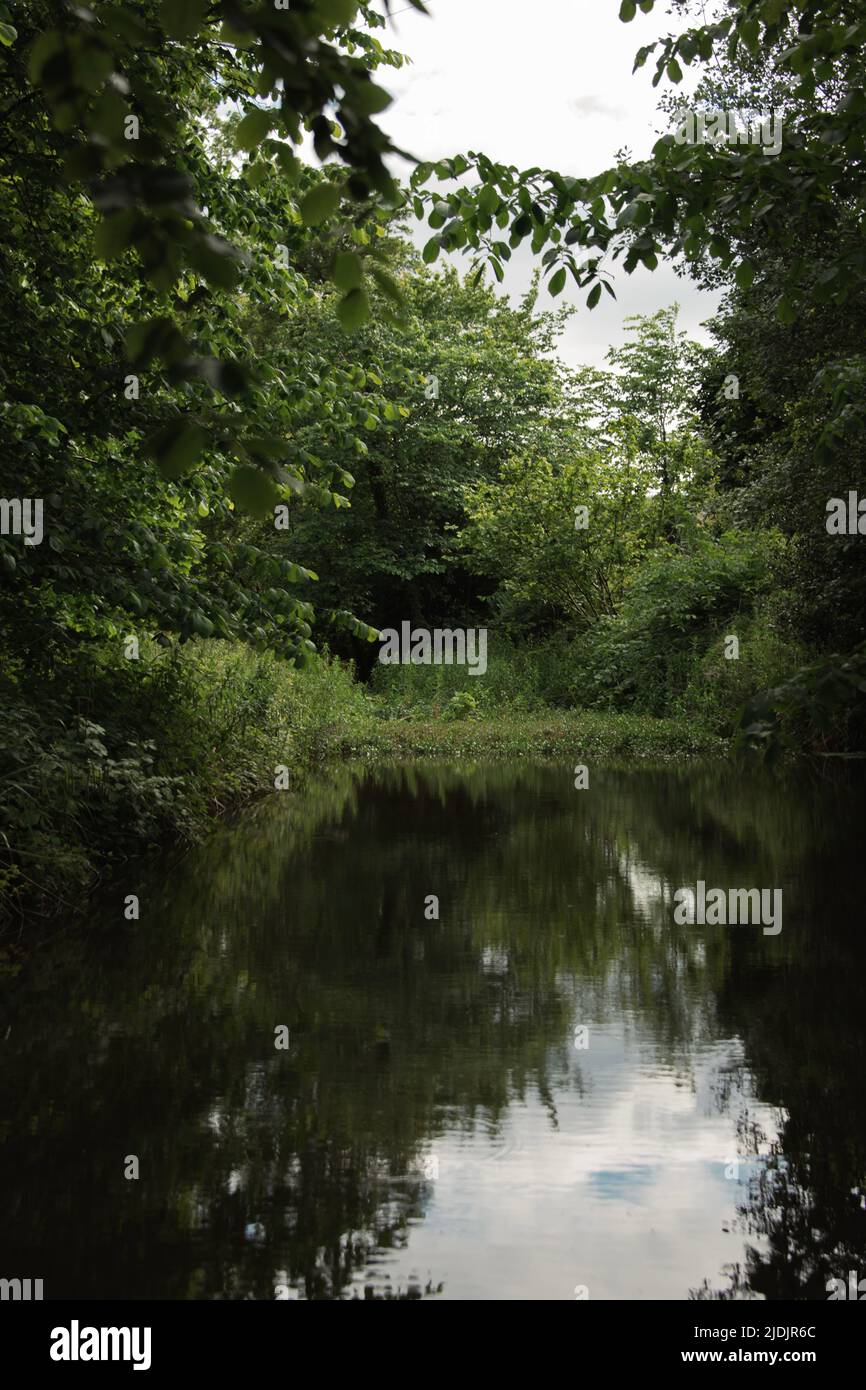 Trees over a river Stock Photo - Alamy