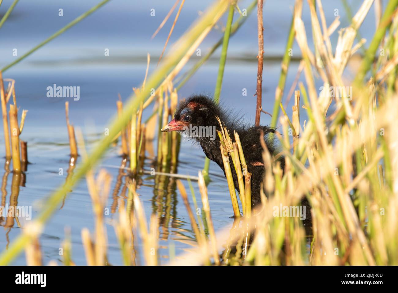 Waterbird chick hi-res stock photography and images - Alamy