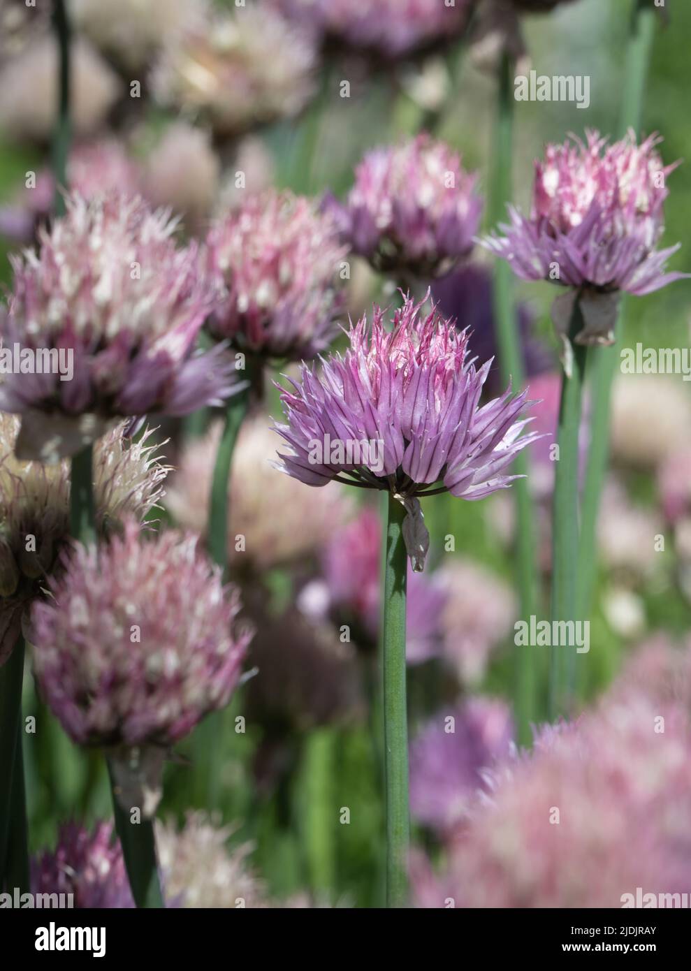 Pink flowers of a Chive plant up close Stock Photo - Alamy