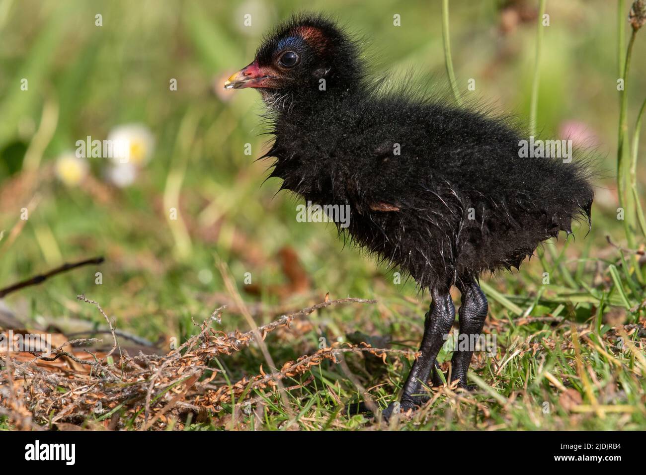 Waterbird chick hi-res stock photography and images - Alamy