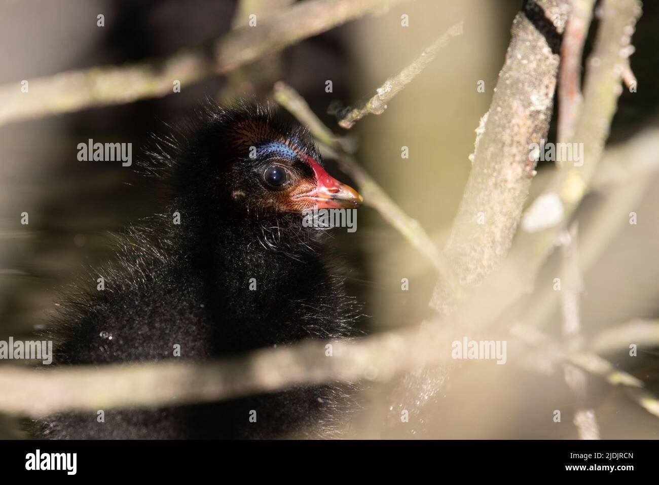 Waterbird chick hi-res stock photography and images - Alamy