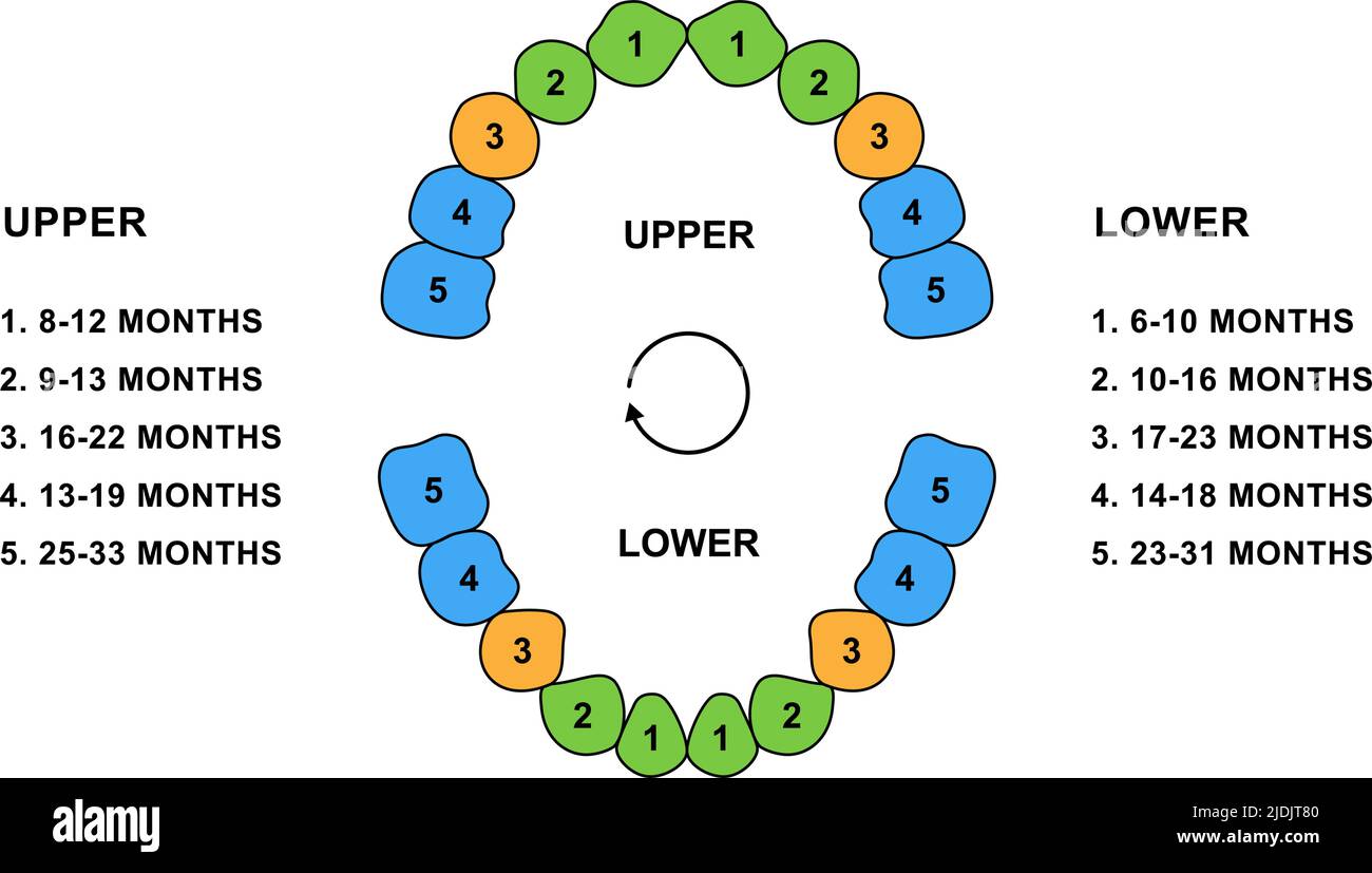 Primary tooth arrival chart. Child teeth dentition anatomy colored ...