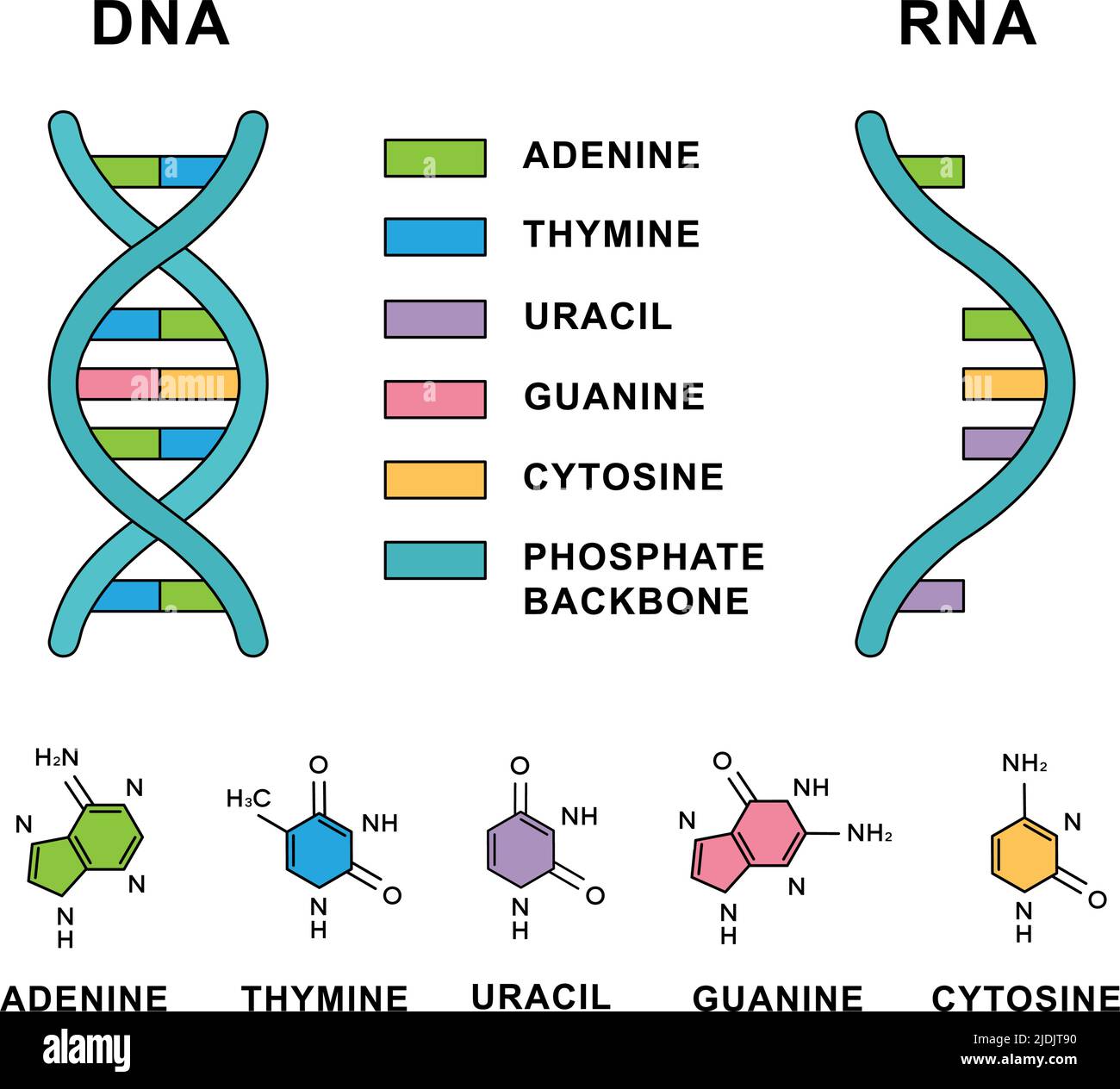 Rna E Dna Bases Nitrogenadas at David Sells blog