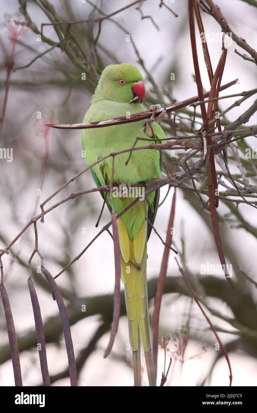 Rainbow fly on leaf hi-res stock photography and images - Alamy