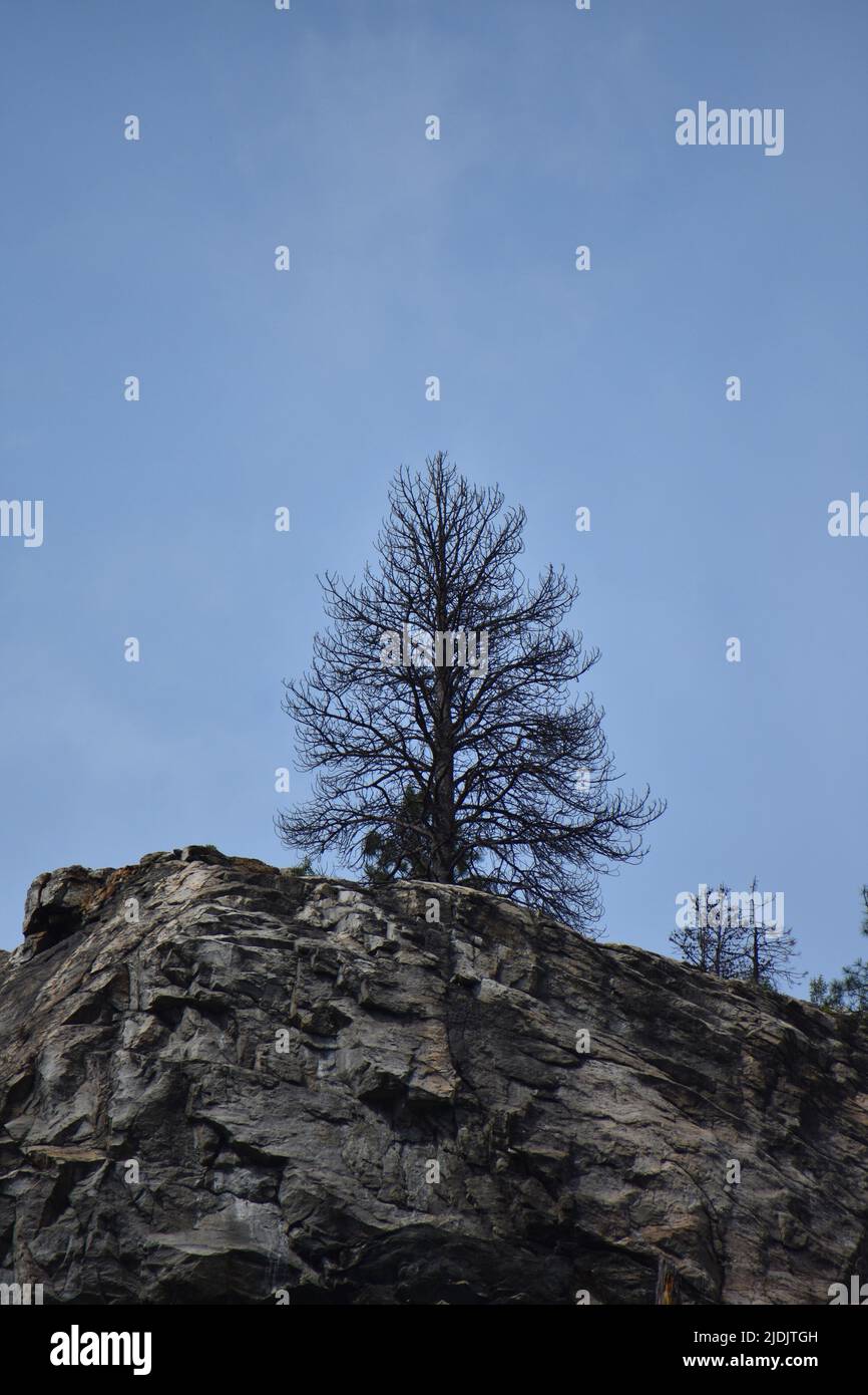 Jagged tree branches hi-res stock photography and images - Alamy