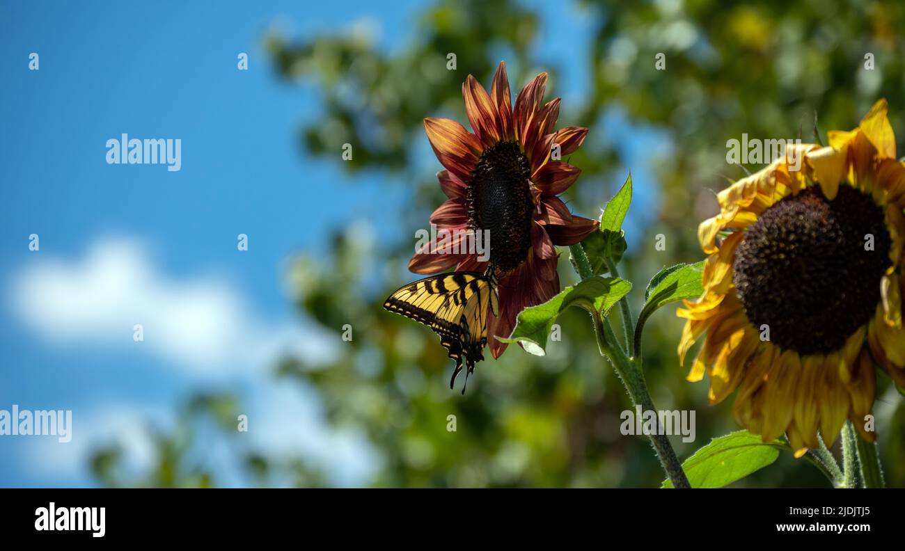 The stages of growth are shown in a lively maroon sunflower and a dying ...