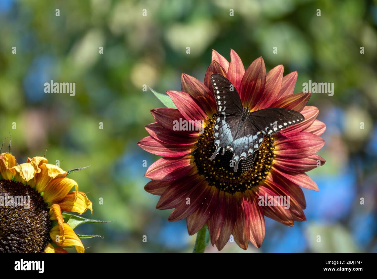 A large beautiful swallowtail butterfly rests gracefully on a maroon ...