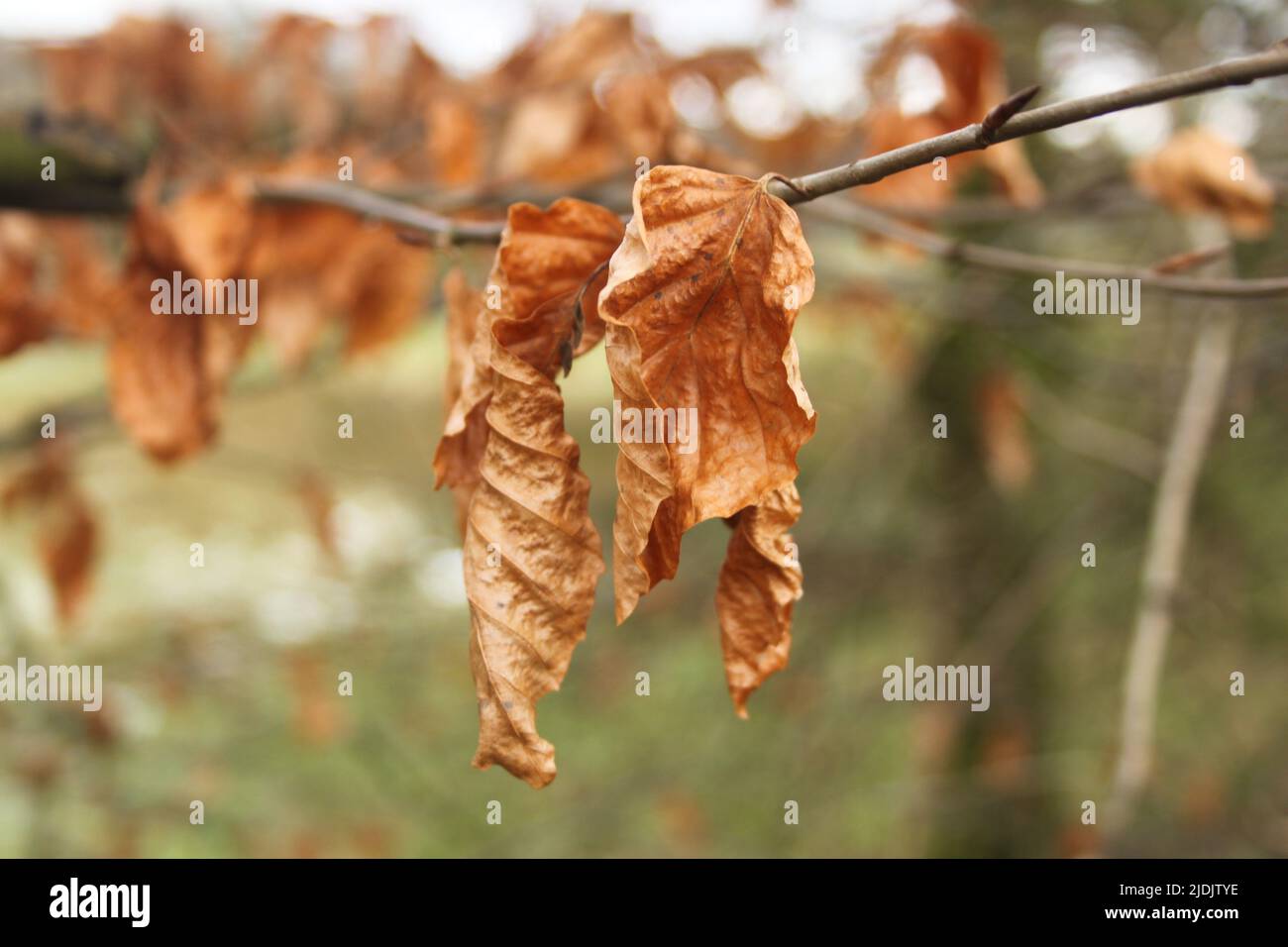 Autumn leaves hanging on Stock Photo - Alamy
