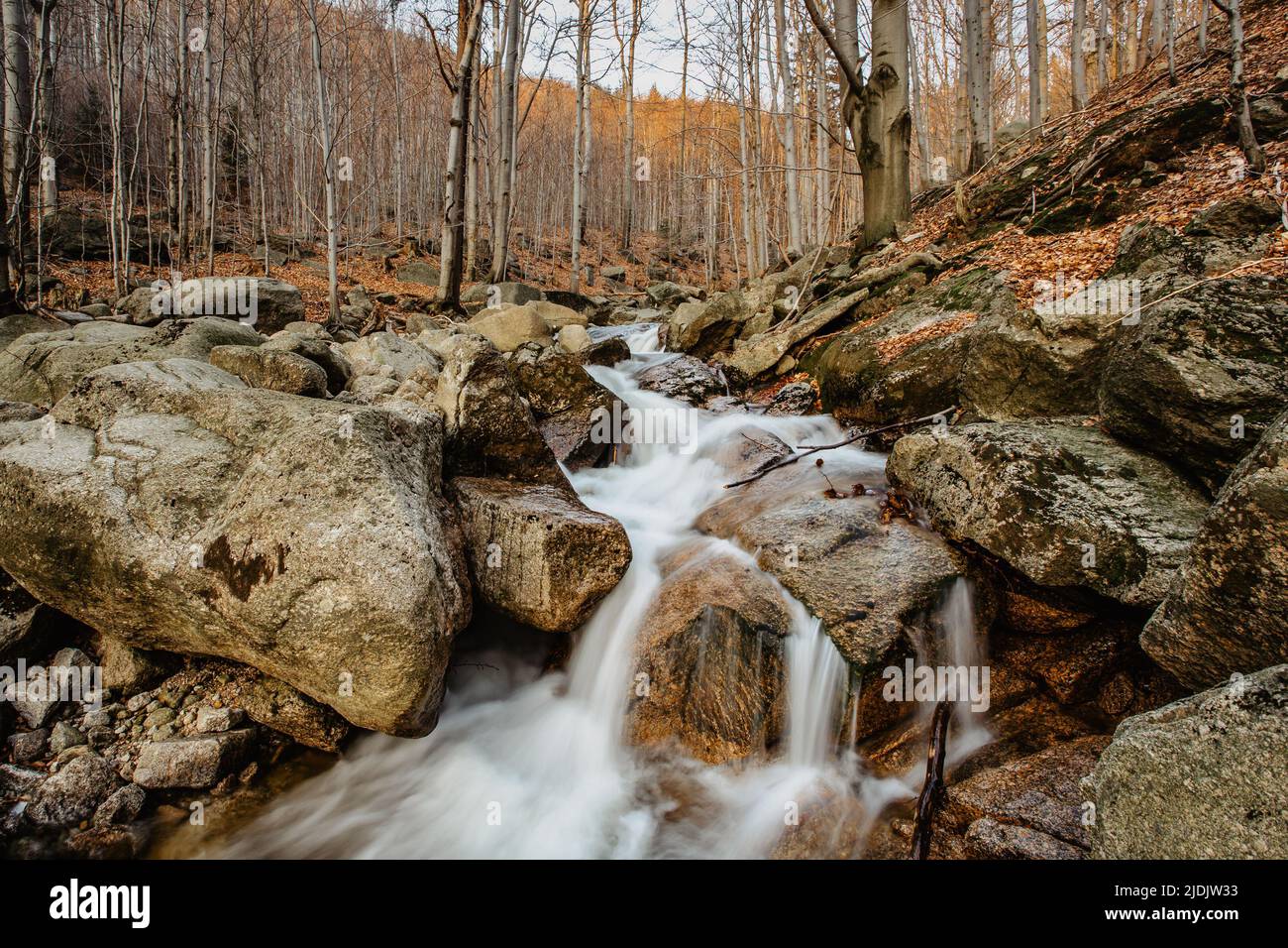 Jizera mountain beechwood hi-res stock photography and images - Alamy