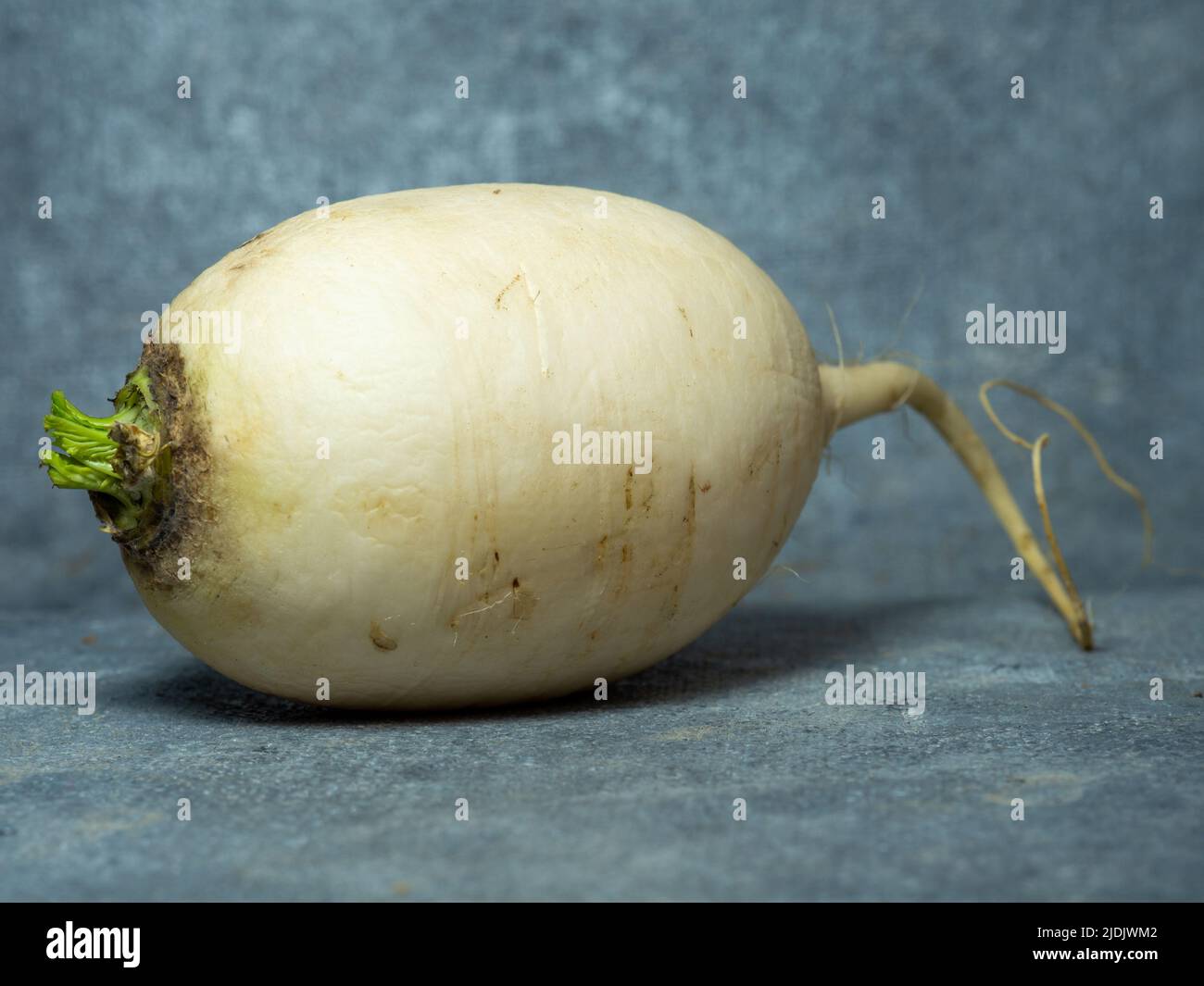 Daikon on a black background. large root, Japanese radish. Harvest, one ...