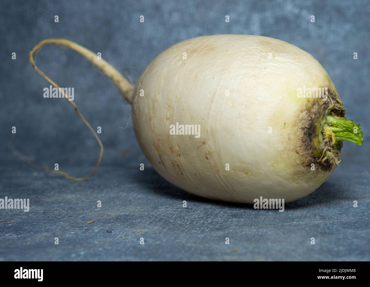 Daikon on a black background. large root, Japanese radish. Harvest, one ...
