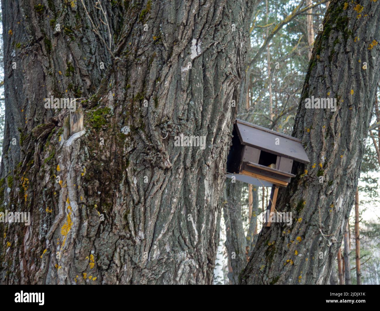 nesting box on an oak tree. Oak Grove. Huge tree trunk Stock Photo - Alamy