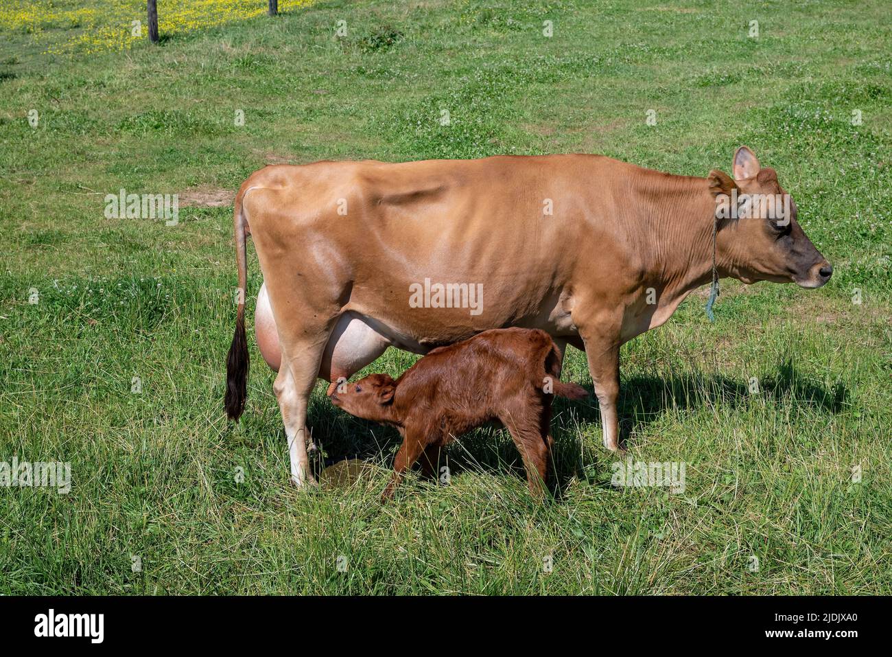 Calf in the morning hi-res stock photography and images - Alamy