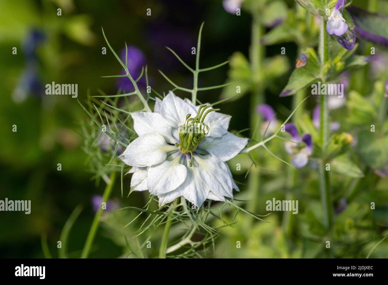 Black cumin flower hi-res stock photography and images - Alamy