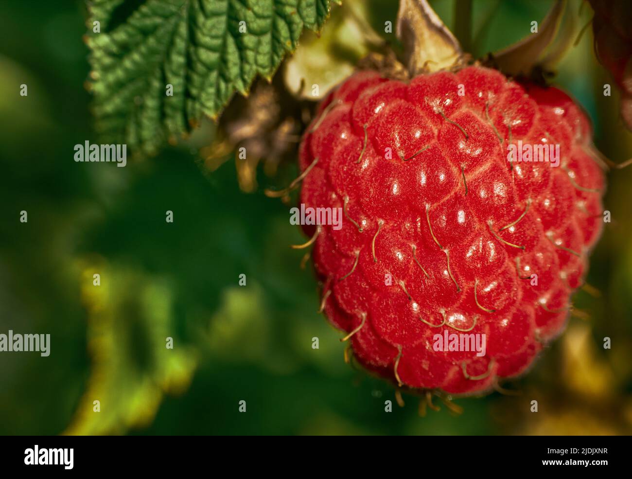 Raspberry berry close-up in the rays of the morning sun on a blurred ...